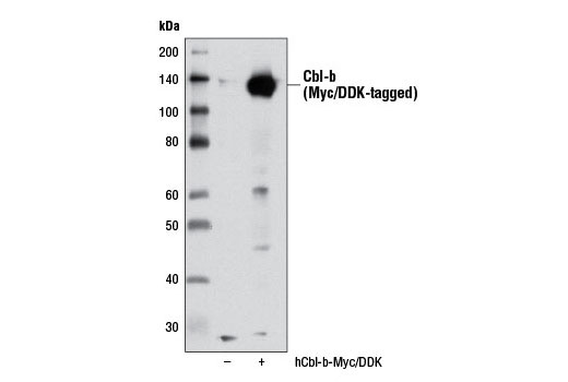 Cbl-b Antibody | Cell Signaling Technology