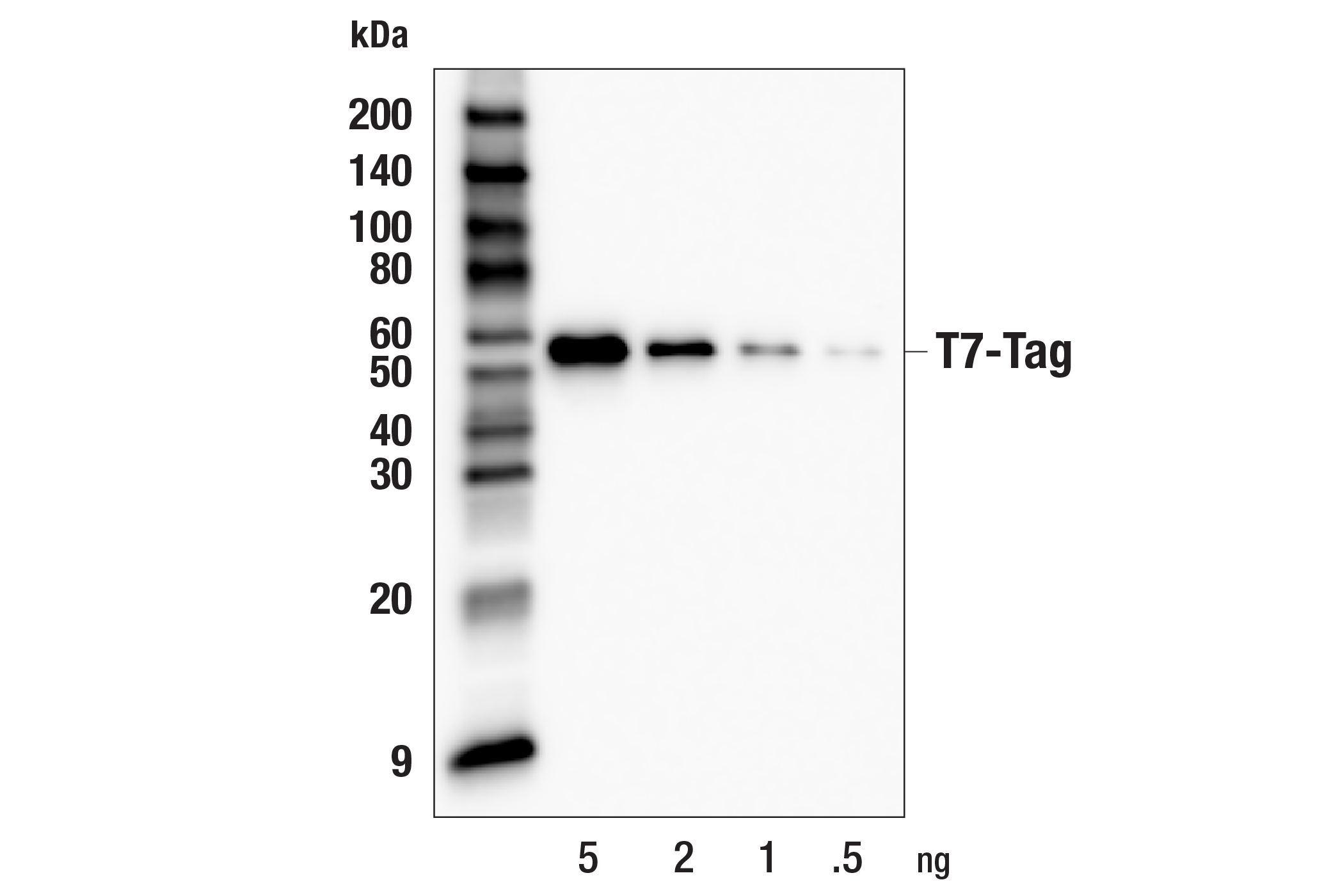 T7-Tag (F1O6G) Mouse mAb | Cell Signaling Technology