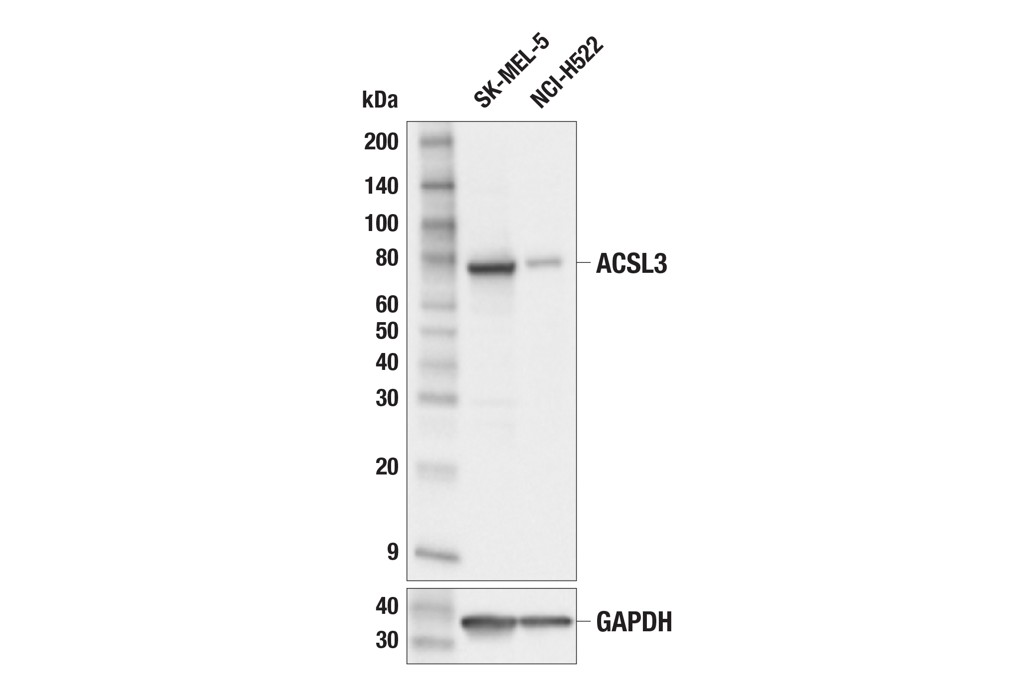 ACSL3 (E2S9L) Rabbit mAb | Cell Signaling Technology