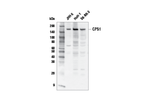 Glutaminase-1/GLS1 Antibody | Cell Signaling Technology