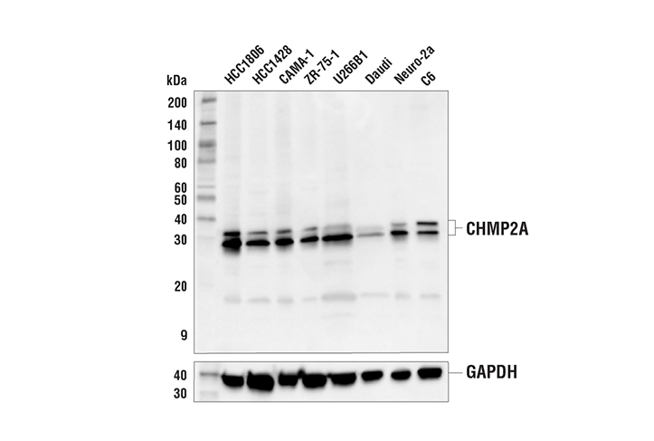 CHMP2A Antibody | Cell Signaling Technology