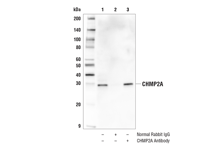 CHMP2A Antibody | Cell Signaling Technology