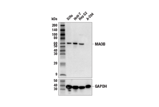 MAOB (D7O6X) Rabbit mAb | Cell Signaling Technology