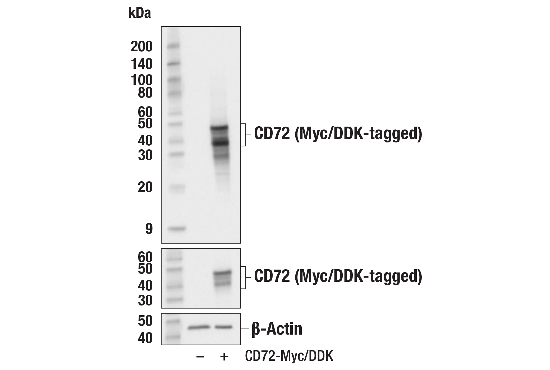 CD72 (E7Q7W) Rabbit mAb | Cell Signaling Technology