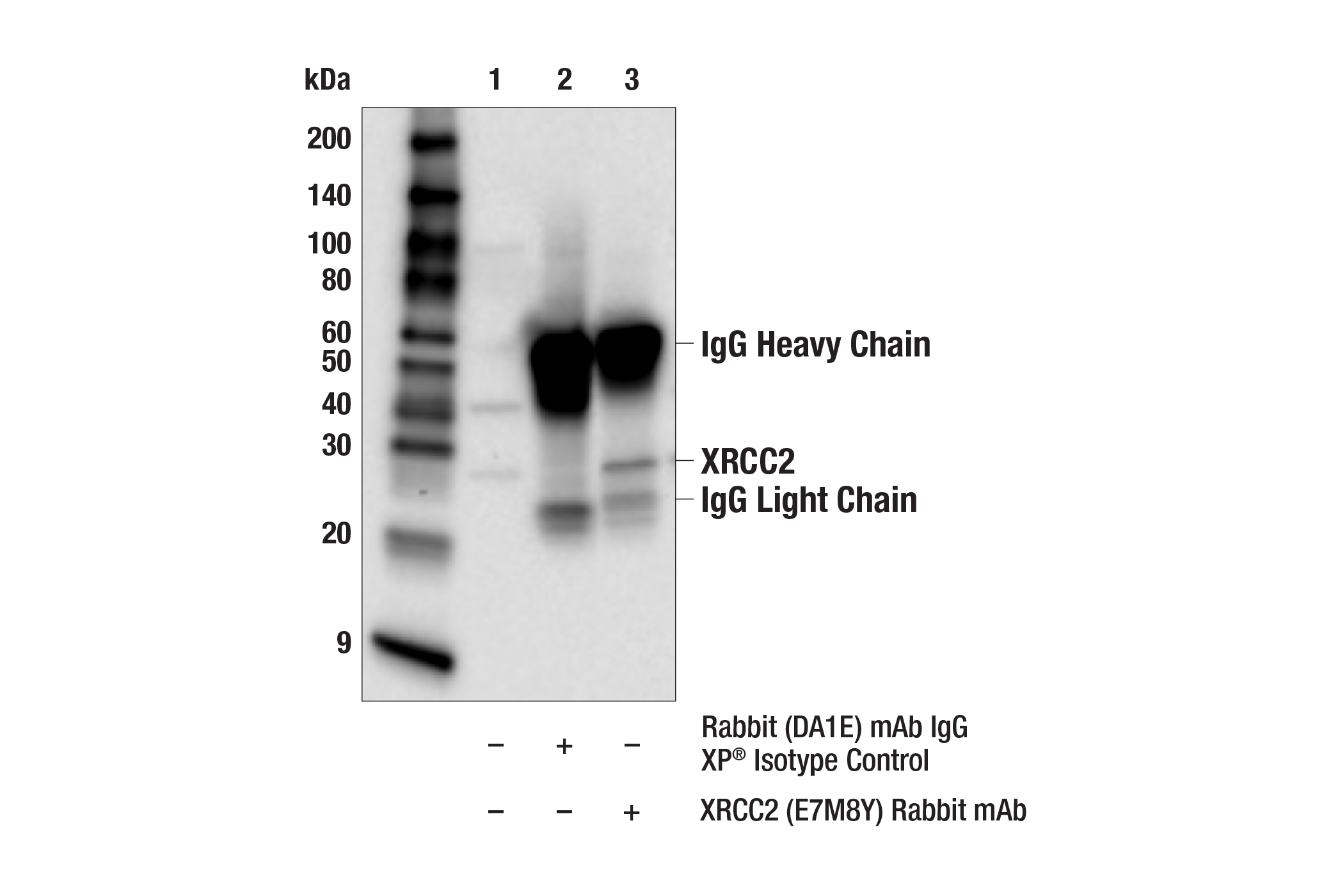 XRCC2 (E7M8Y) Rabbit mAb | Cell Signaling Technology