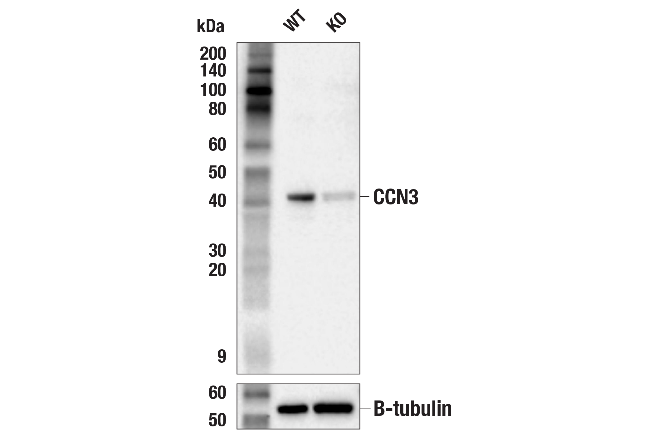 CCN3 Antibody | Cell Signaling Technology