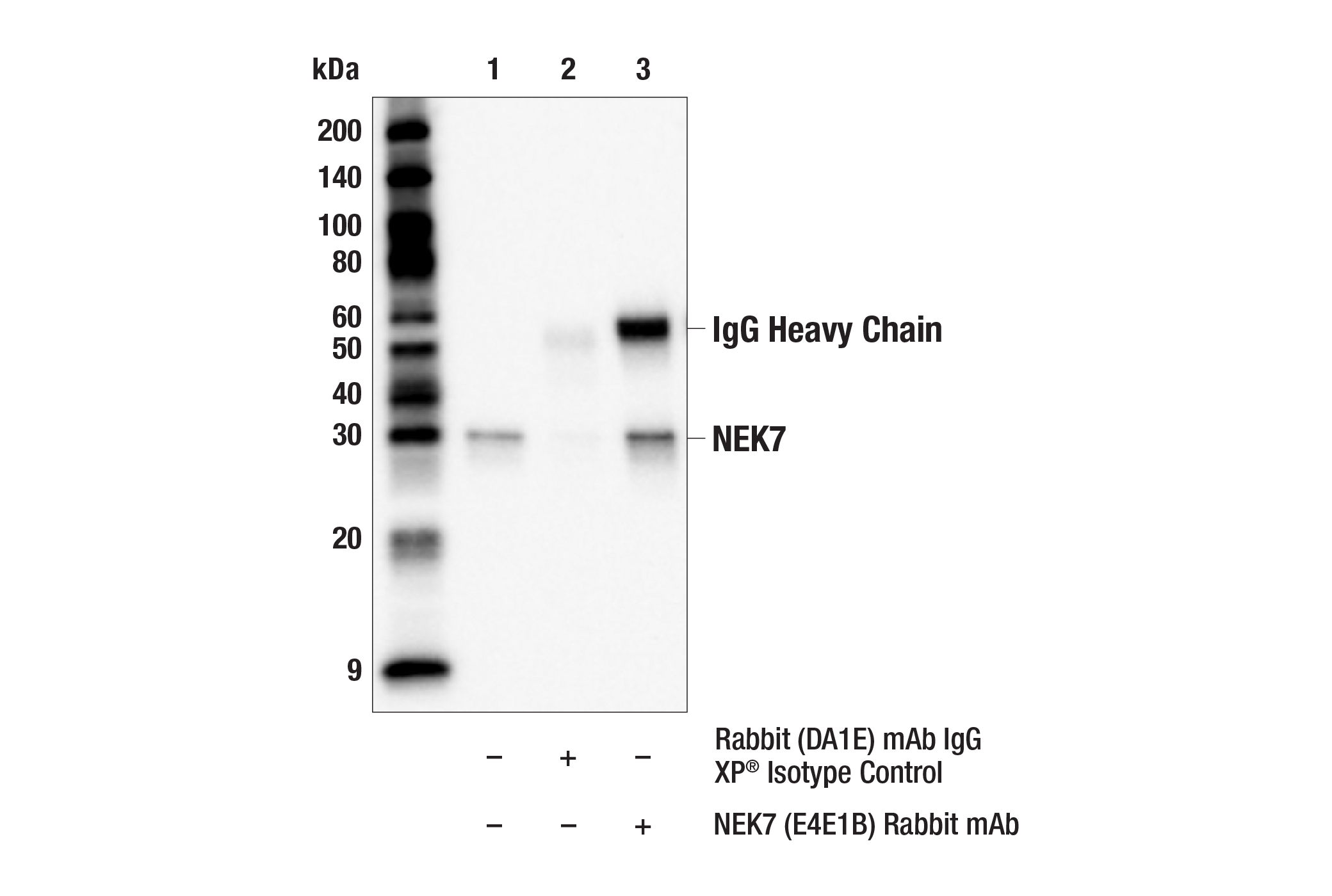 NEK7 (E4E1B) Rabbit mAb | Cell Signaling Technology