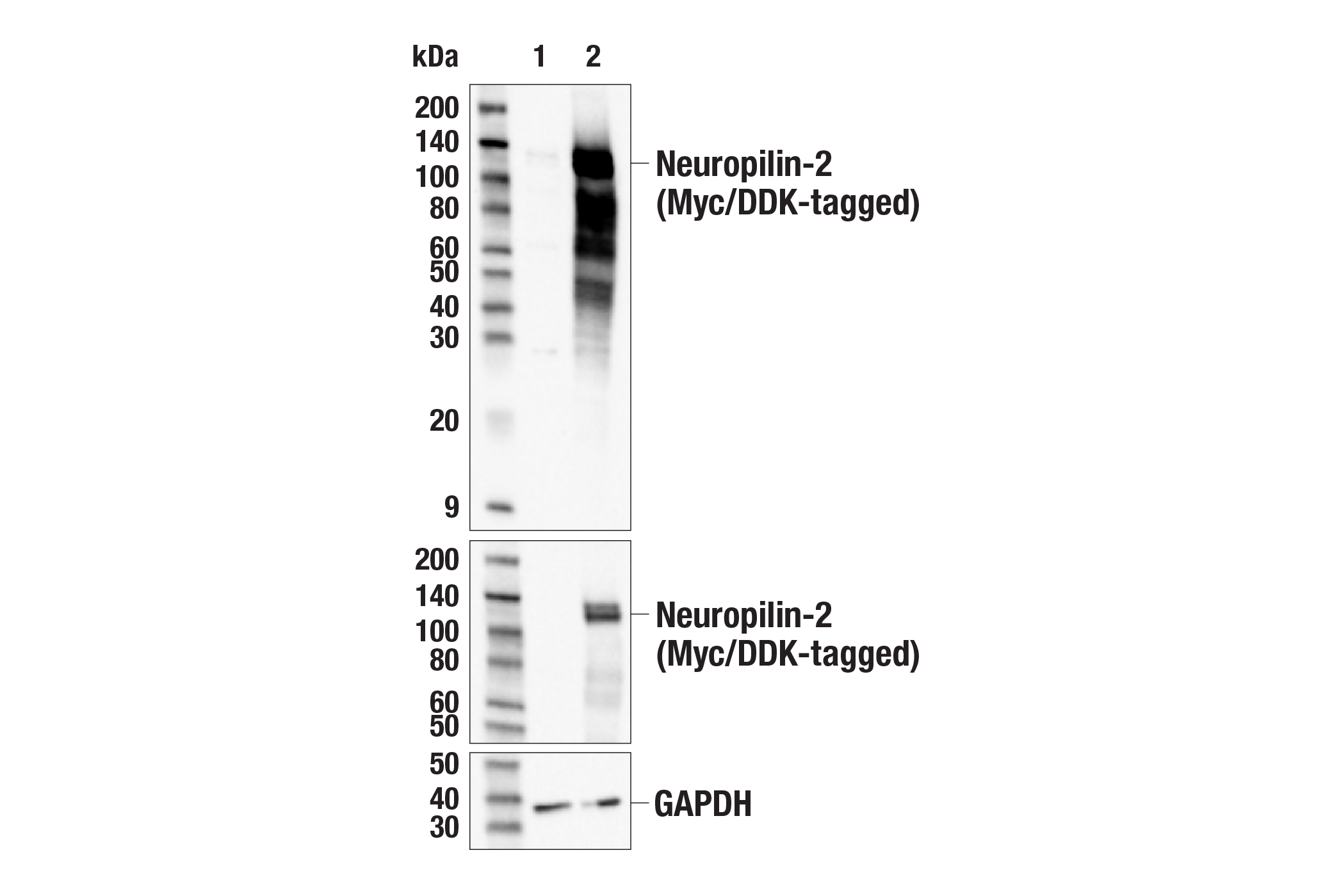 Neuropilin-2 Antibody | Cell Signaling Technology