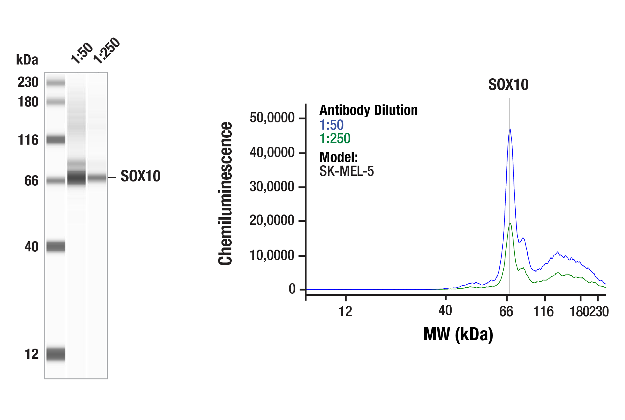 Sox10 (D5V9L) Rabbit mAb | Cell Signaling Technology