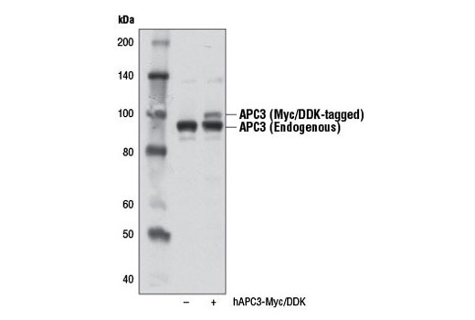 APC3 Antibody | Cell Signaling Technology