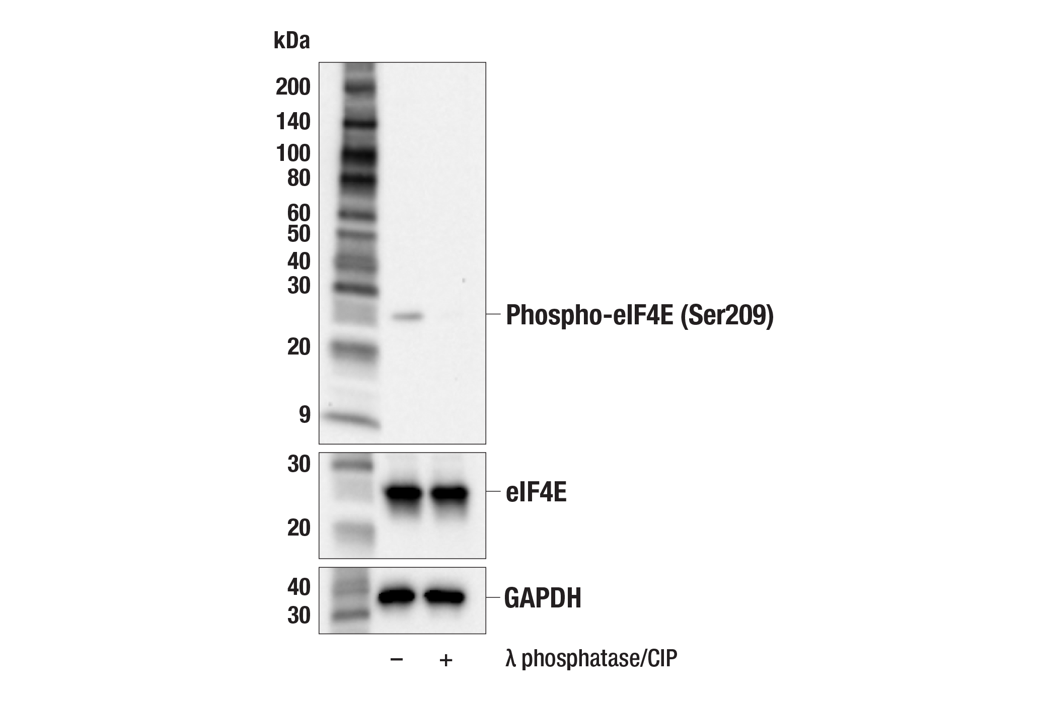 Phospho-eIF4E (Ser209) (F4E5N) Rabbit mAb | Cell Signaling Technology