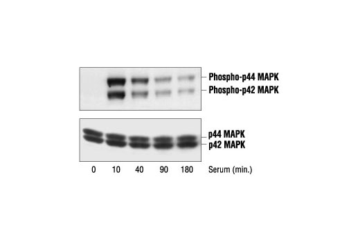 p44/42 MAPK (Erk1/2) Antibody | Cell Signaling Technology