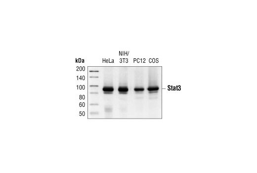 Stat3 (124H6) Mouse mAb | Cell Signaling Technology