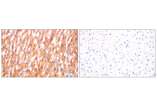 FGL1 (E7C1Q) XP® Rabbit mAb (BSA and Azide Free) | Cell Signaling ...