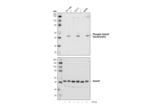 Phospho-Smad3 (Ser423/425) (C25A9) Rabbit mAb | Cell Signaling Technology