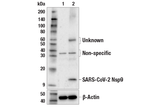 SARS-CoV-2 Nsp9 Antibody | Cell Signaling Technology
