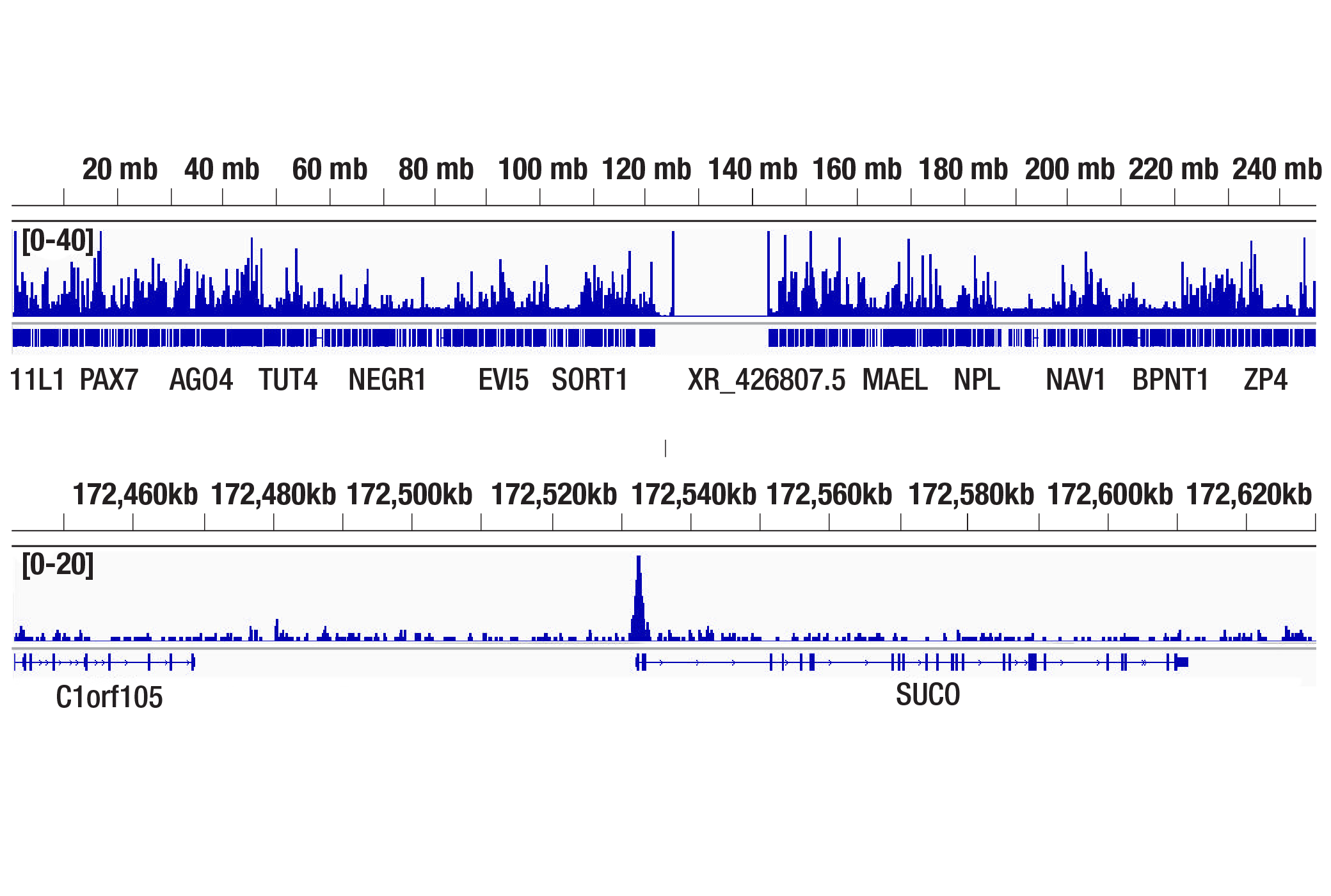 ERG (A7L1G) Rabbit mAb | Cell Signaling Technology