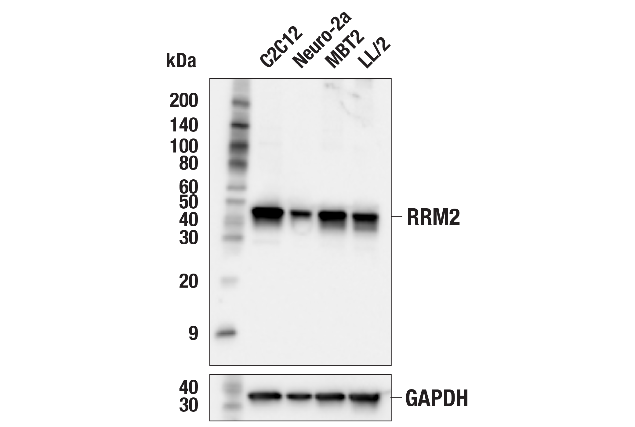 RRM2 (F4O1C) Rabbit mAb | Cell Signaling Technology