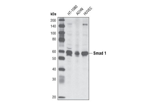 Smad1 Antibody | Cell Signaling Technology