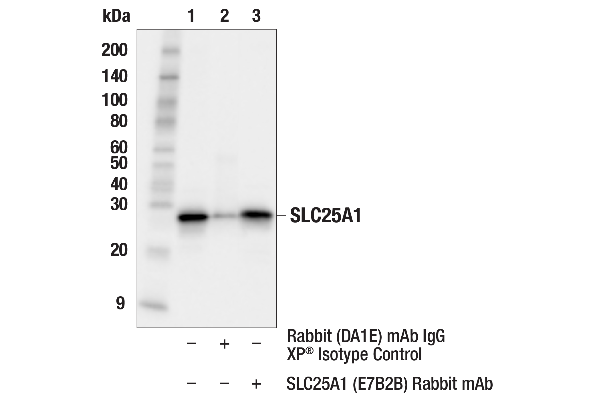 SLC25A1 (E7B2B) Rabbit mAb | Cell Signaling Technology