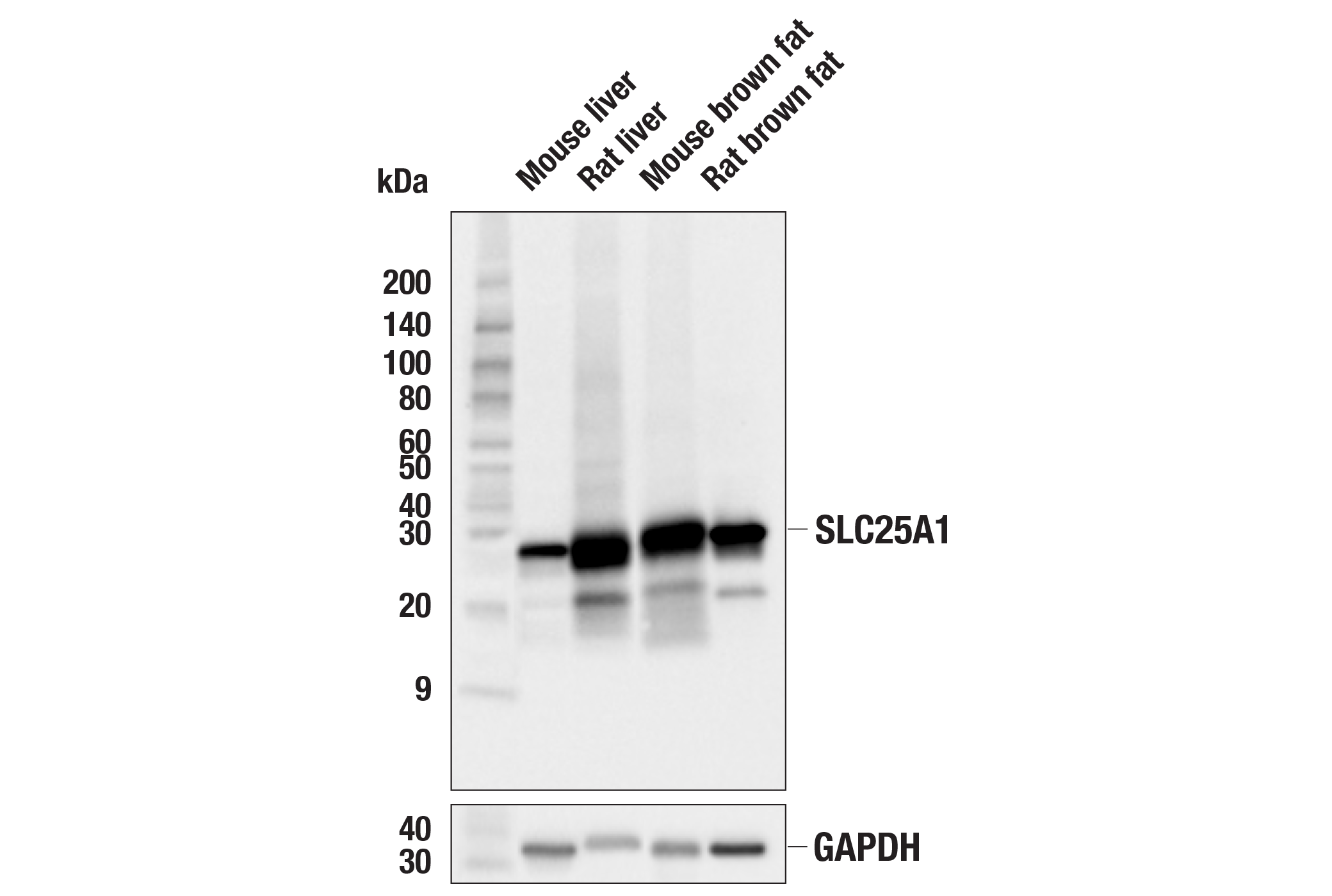 SLC25A1 (E7B2B) Rabbit mAb | Cell Signaling Technology