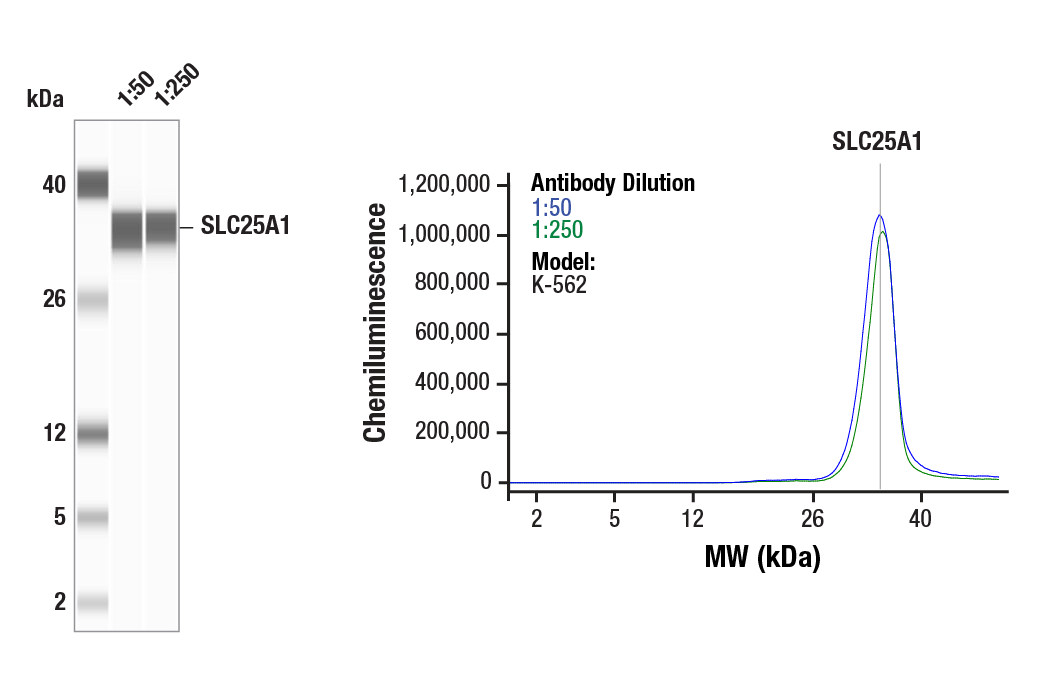 SLC25A1 (E7B2B) Rabbit mAb | Cell Signaling Technology