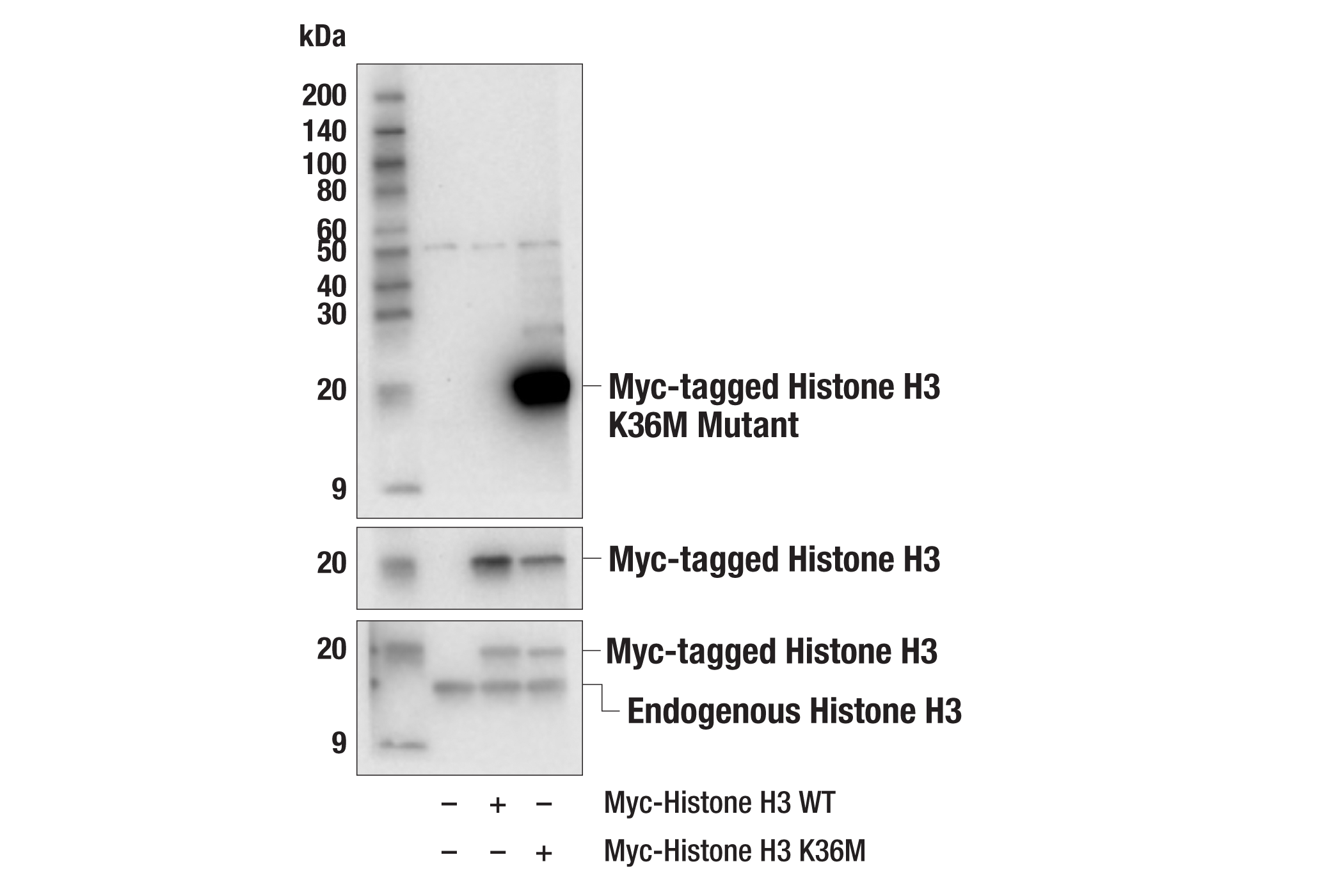 Histone H3 (K36M Mutant Specific) (E8N1L) Rabbit mAb | Cell Signaling ...