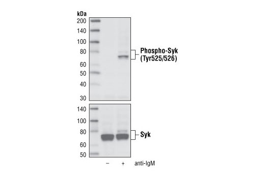 Syk Antibody | Cell Signaling Technology