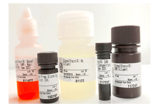 LysoTracker® Green DND-26 | Cell Signaling Technology