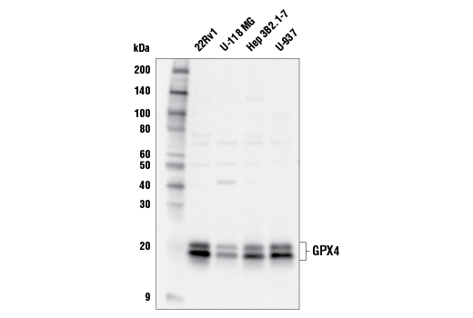 GPX4 Antibody | Cell Signaling Technology