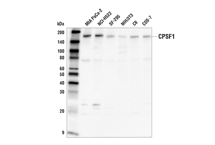 USP39 Antibody | Cell Signaling Technology