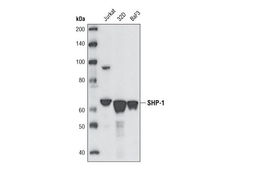 SHP-2 Antibody | Cell Signaling Technology