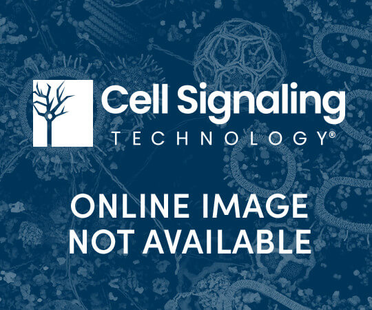 Chaps Cell Extract Buffer (10X) | Cell Signaling Technology