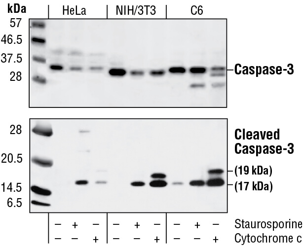 细胞死亡概述 | Cell Signaling Technology