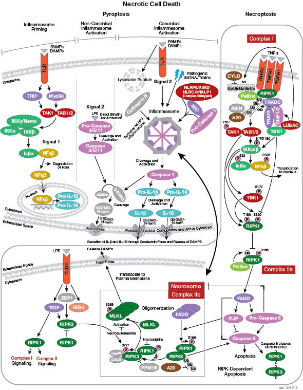 细胞死亡概述 | Cell Signaling Technology