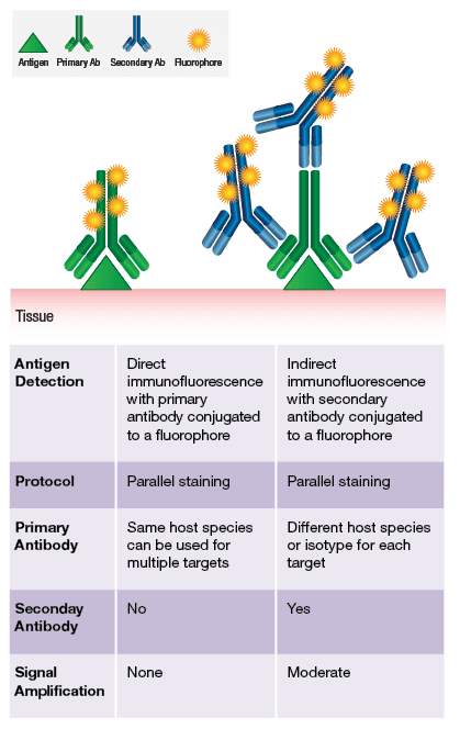 IHC 染色 | Cell Signaling Technology