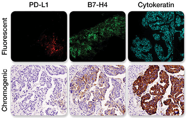 通过免疫组织化学法 (IHC) 了解组织中的蛋白表达 | Cell Signaling Technology